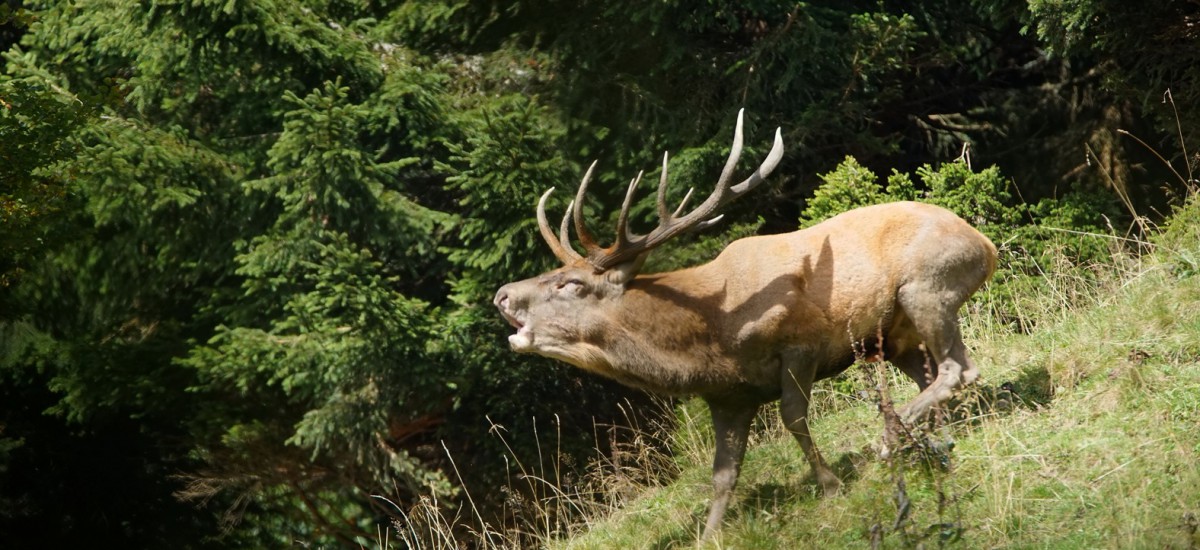 Red deer stag – huntAUSTRIA – hunting & fly fishing in Austria