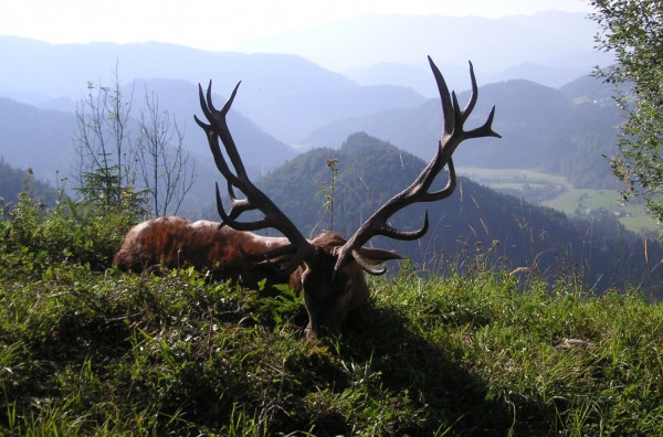 Red Stag_hunting_HuntAustria – huntAUSTRIA – hunting & fly fishing in ...