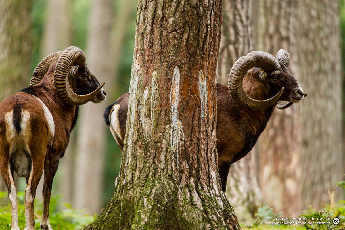 Mouflon ram – huntAUSTRIA – hunting & fly fishing in Austria