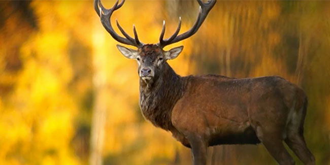 hirsch – huntAUSTRIA – hunting & fly fishing in Austria